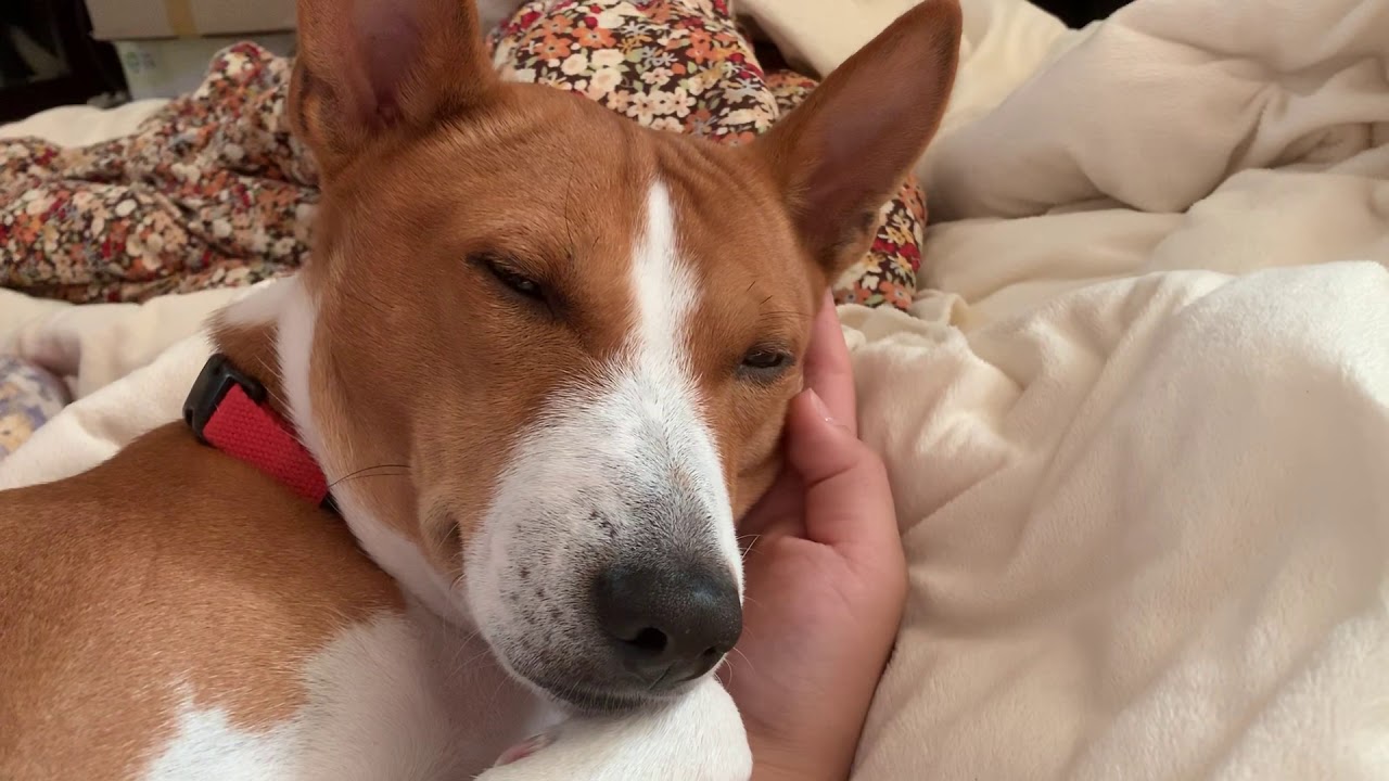 잘때도 예뽀 sleep 바센지 Basenji dog cuty - YouTube
