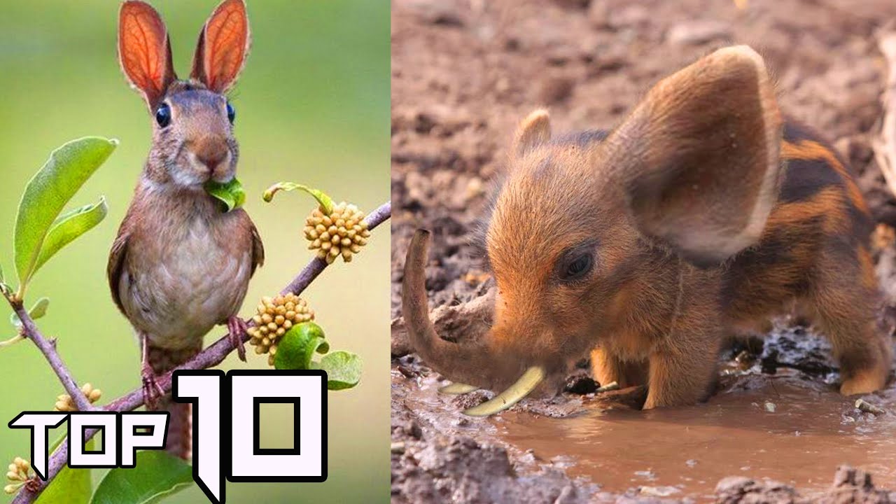 Top 10 real hybrid animals | Things around - YouTube
