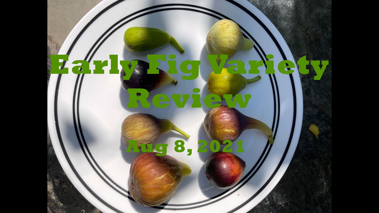 My Earliest Fig Varieties for 2021! - YouTube