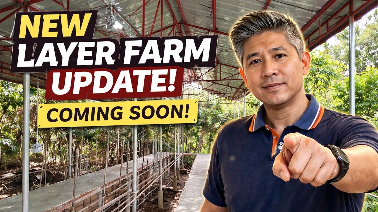 Sneak Peek Inside Our 2000-Head Layer Farm Project in Palo, Leyte! 🐔🌾 # ...