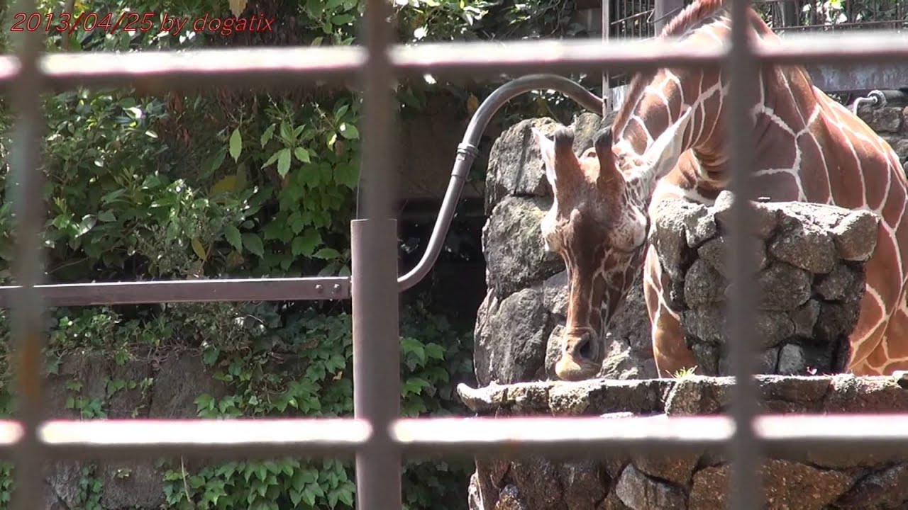 Japan Trip 2013 Tokyo Giraffe in Ueno Zoo 428 - YouTube