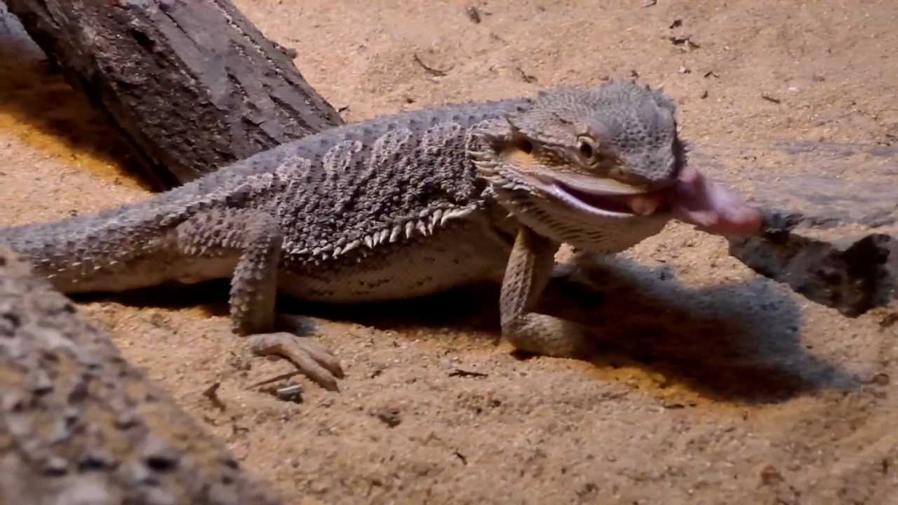 My bearded dragon eats mice - YouTube