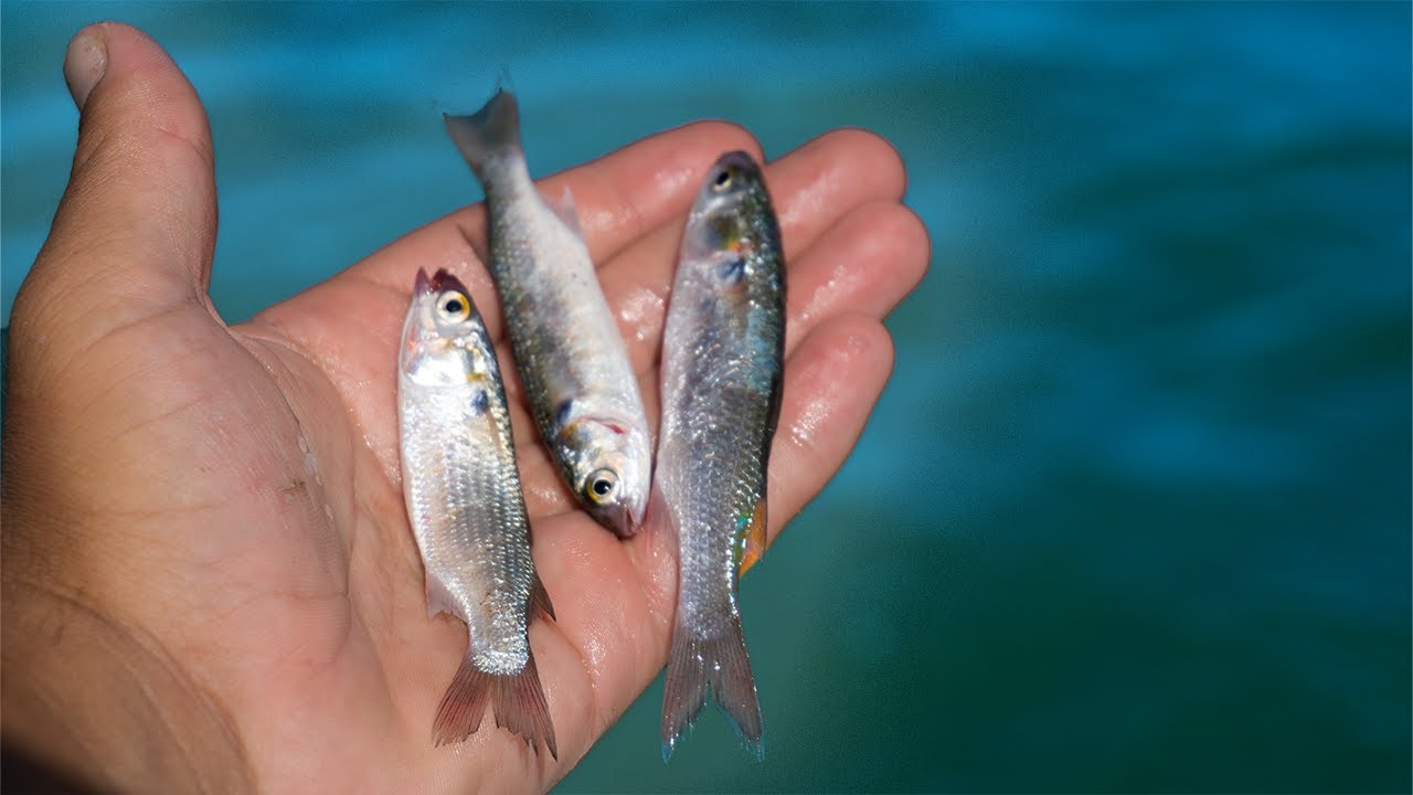 Fishing With Florida's Secret Bait! - YouTube