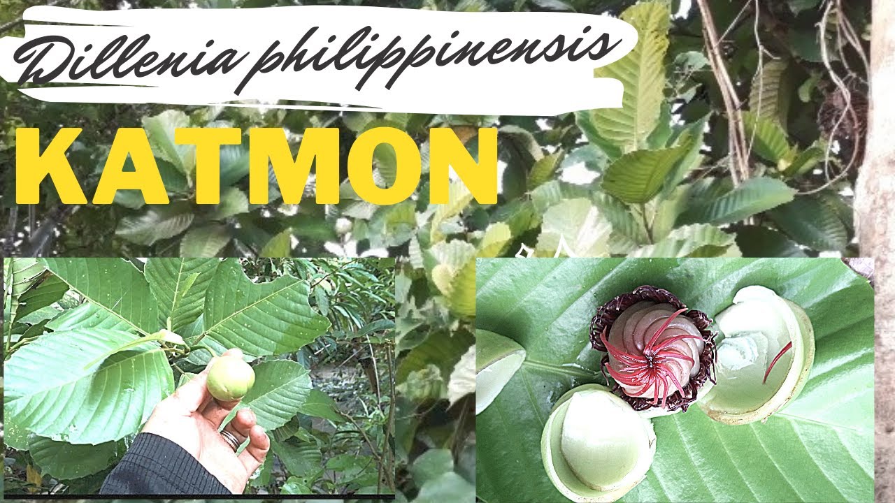 Katmon | Dillenia philippinensis | endemic tree of the Philippines # ...