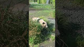 Panda Jiao Qing im Zoo Berlin  - Jiao Qing in Panda Garden