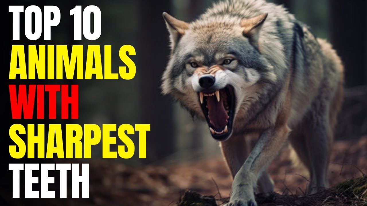 Top 10 Animals with Sharpest Teeth - YouTube