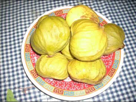 WAJIB!!! Tahu Inilah 15 Manfaat dan Khasiat Buah Gayam untuk Kesehatan ...