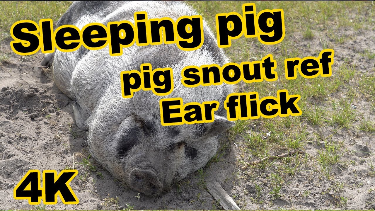 Sleeping pig, face reference, snout work, ear flick - YouTube