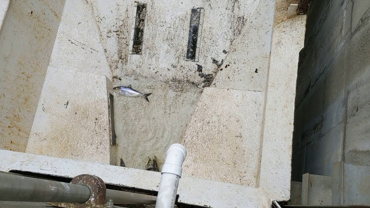 Great Stone Dam Fish Ladder - Lawrence, MA -- 6/18/2019 - YouTube