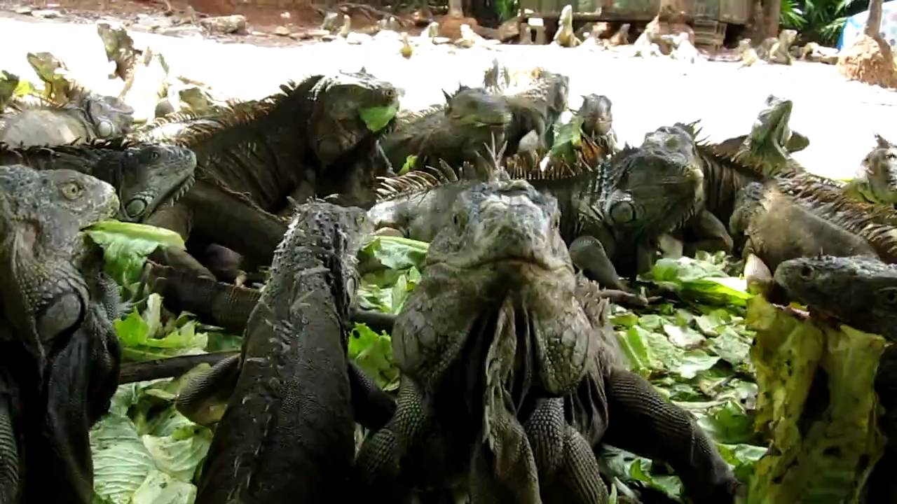 Roatan Iguana Farm - YouTube