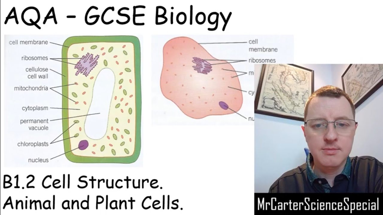 B1.2 - Cells structure - AQA Biology GCSE 9-1 - YouTube