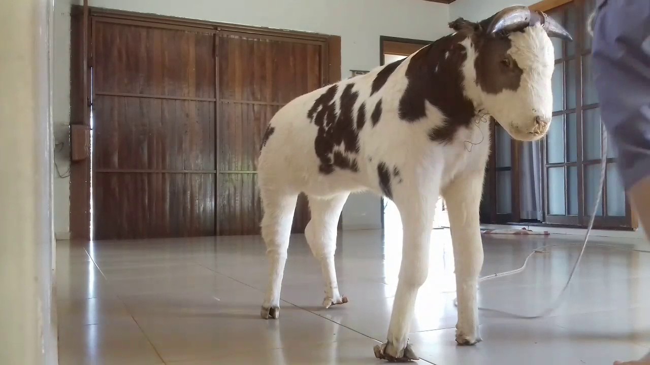 Laçando vaca parada - YouTube