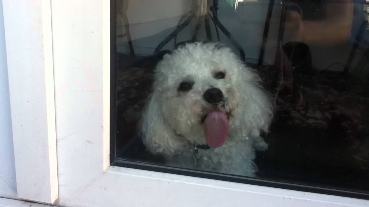 licking a window as you do. - YouTube