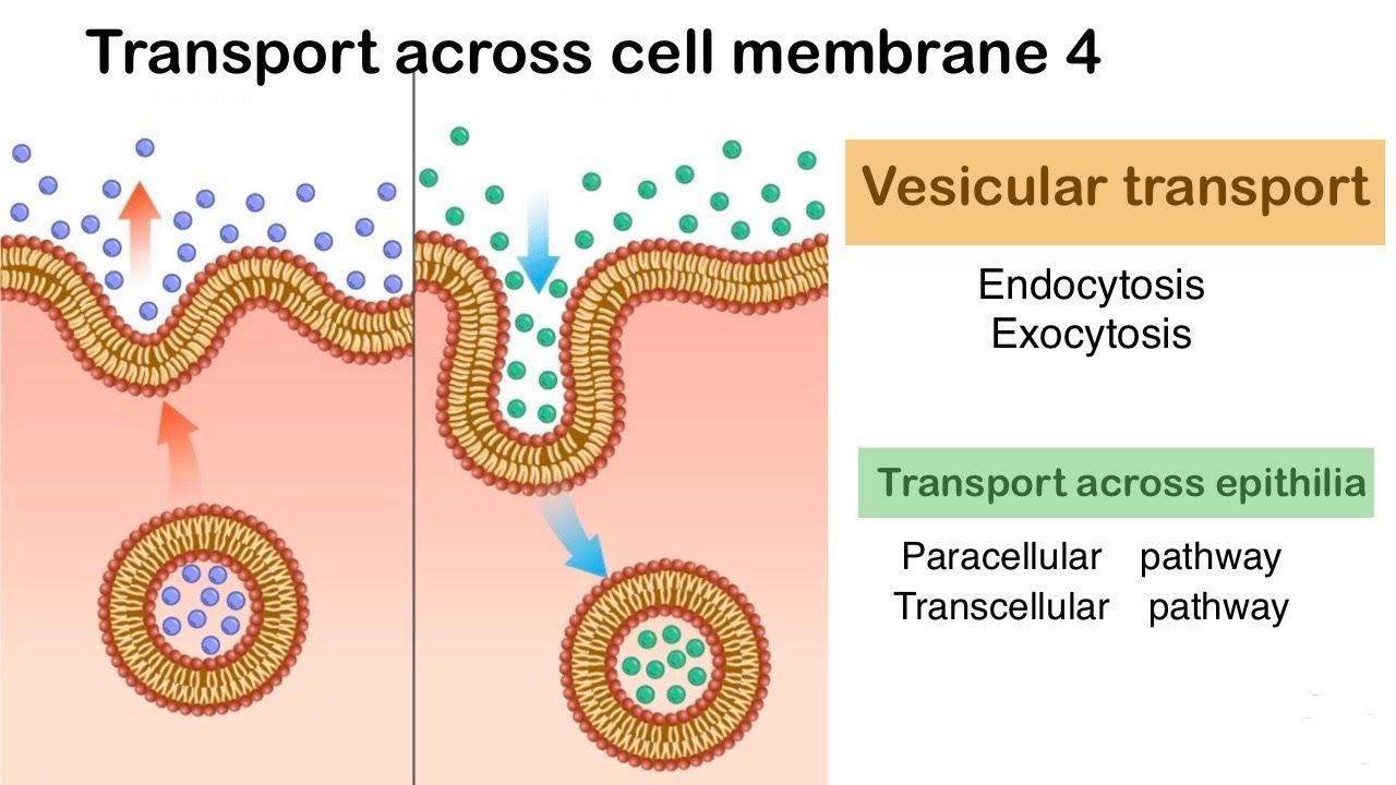 Transport across cell membrane 4 |vesicular transport - YouTube