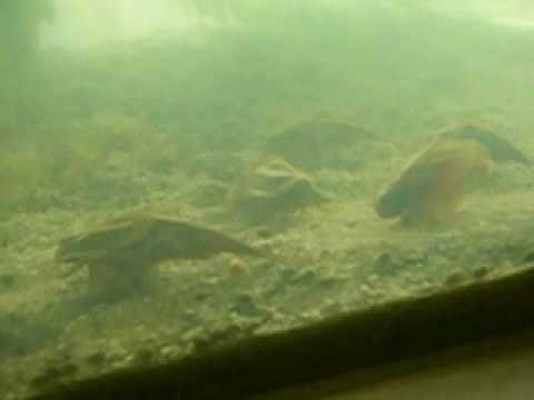 Triops granarius from Japan in German Aquarium - YouTube