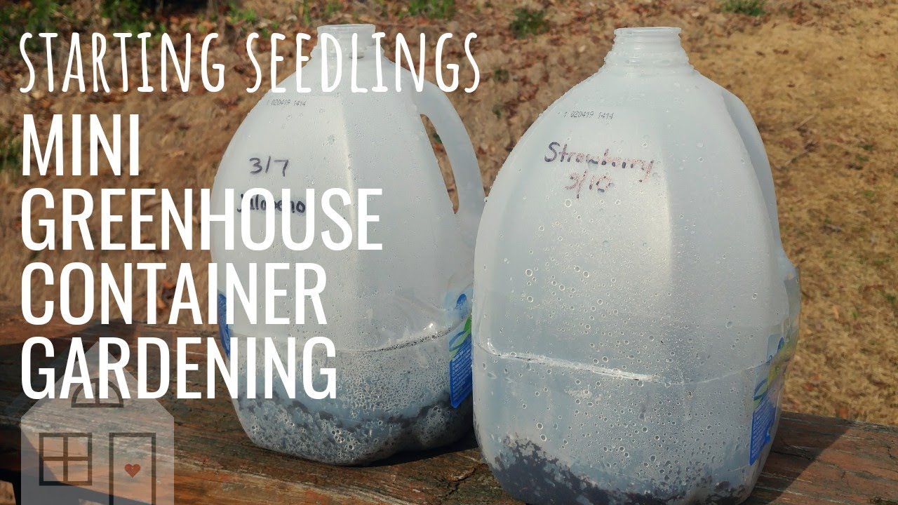 TUTORIAL: DIY Gallon Jug Container Gardening | How to Sow Seeds ...