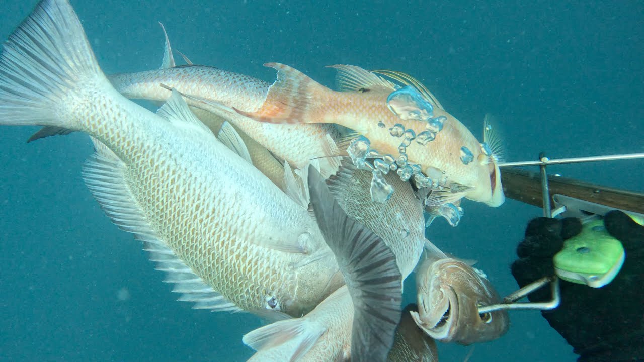 Nice snapper and hogfish ledge - YouTube