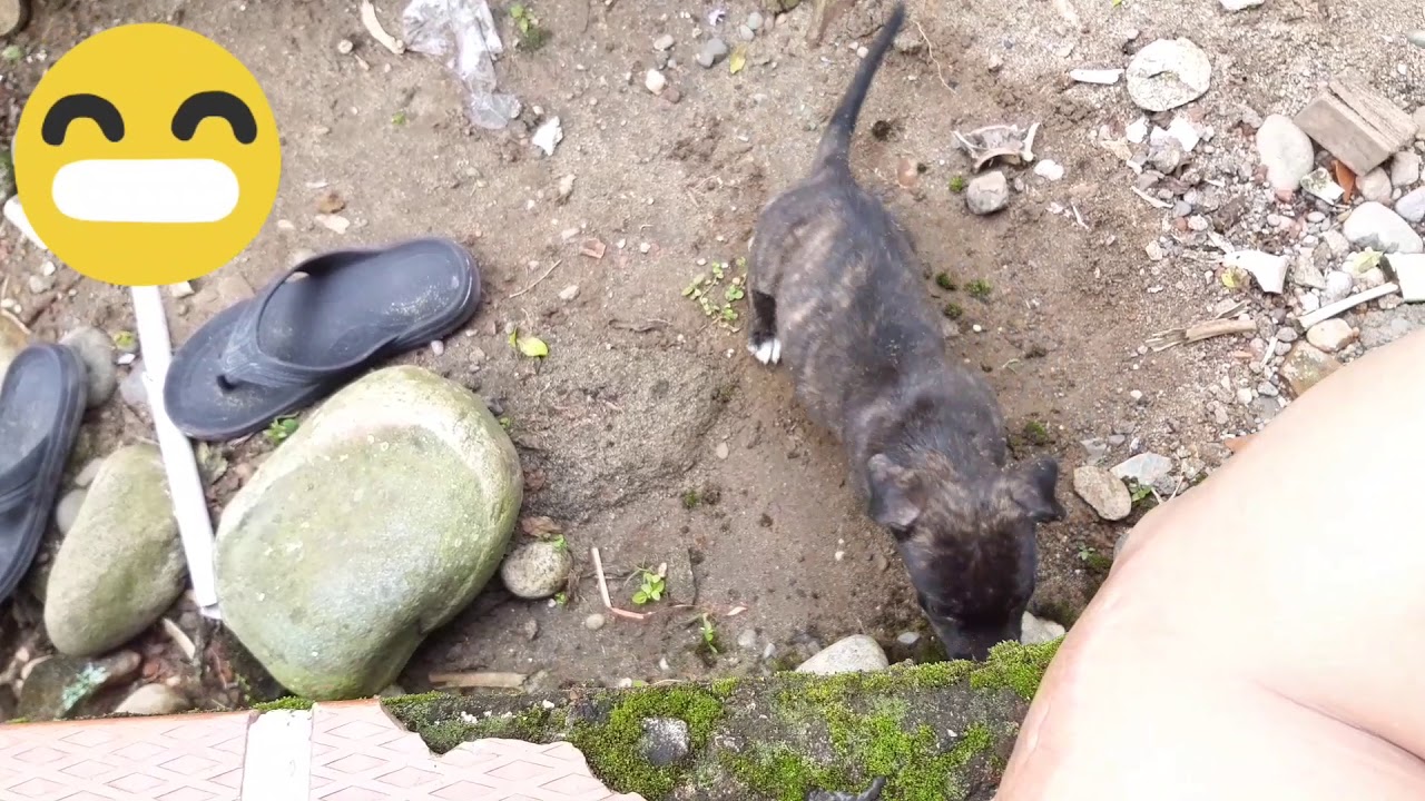 🐶😍MI perrito llamando la atención 🐶🤣 - YouTube