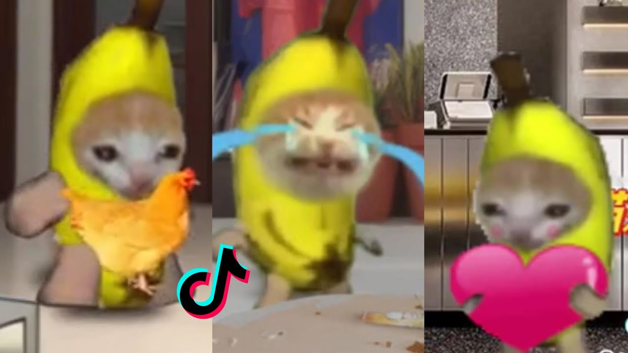 Happy Cat Meme Tiktok Compilation #2 - YouTube