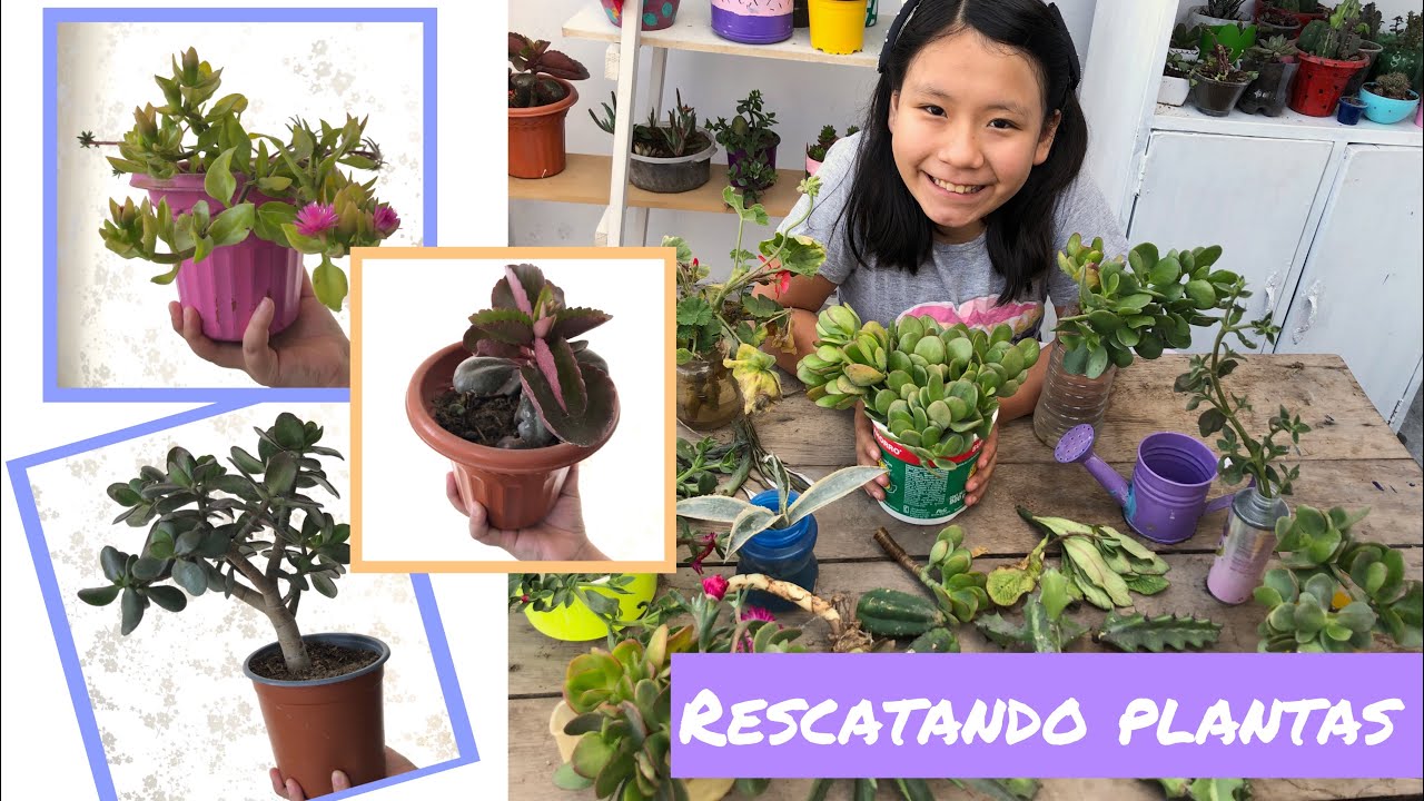 ℝ𝕖𝕤𝕔𝕒𝕥𝕒𝕟𝕕𝕠 ℙ𝕝𝕒𝕟𝕥𝕒𝕤 𝔻𝕖 𝕃𝕒 ℂ𝕒𝕝𝕝𝕖 - YouTube