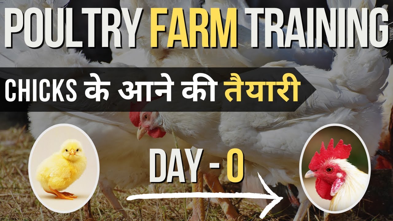 Poultry Farm Training Series: Day- 0🐥🐔Chicks की आने की तैयारी | Farm ...