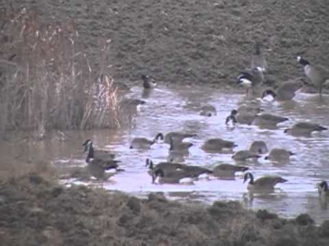 Ohio Waterfowl - YouTube