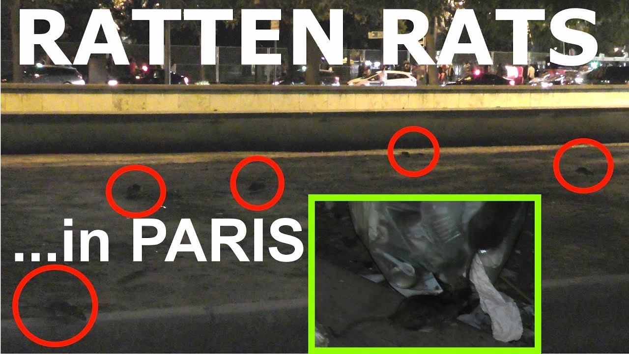 Ratatouille? HORROR in PARIS! Rattenplage Rat Invasion - Eiffelturm ...