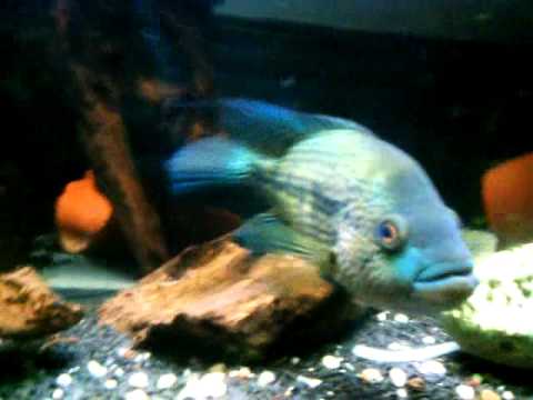 Yellow Dovii - YouTube