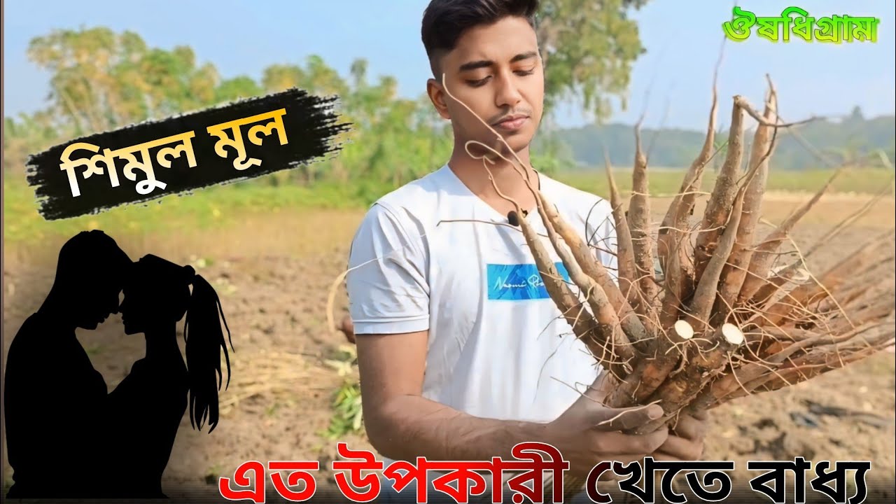 শিমুল গাছের মূলের উপকারিতা। শারীরিক দুর্বলতায় শিমুল মূল। Bombax ceiba ...