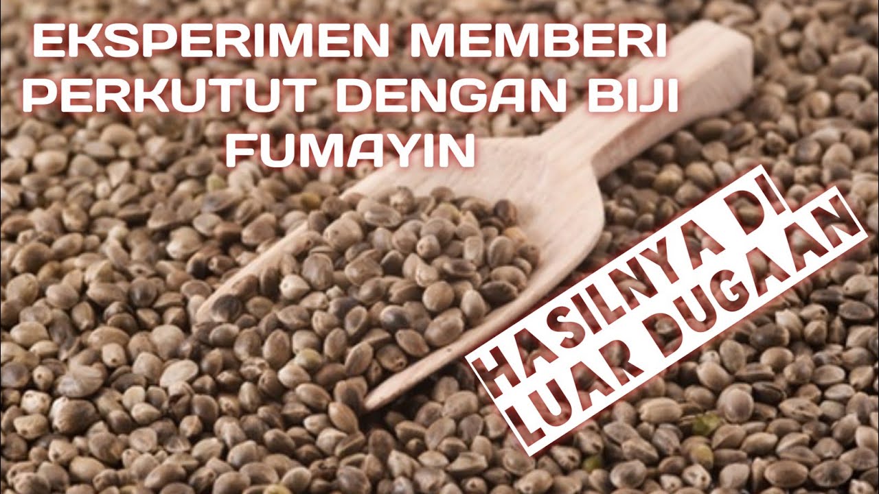 eksperimen memberikan biji fumayin pada perkutut hasilnya di luar ...