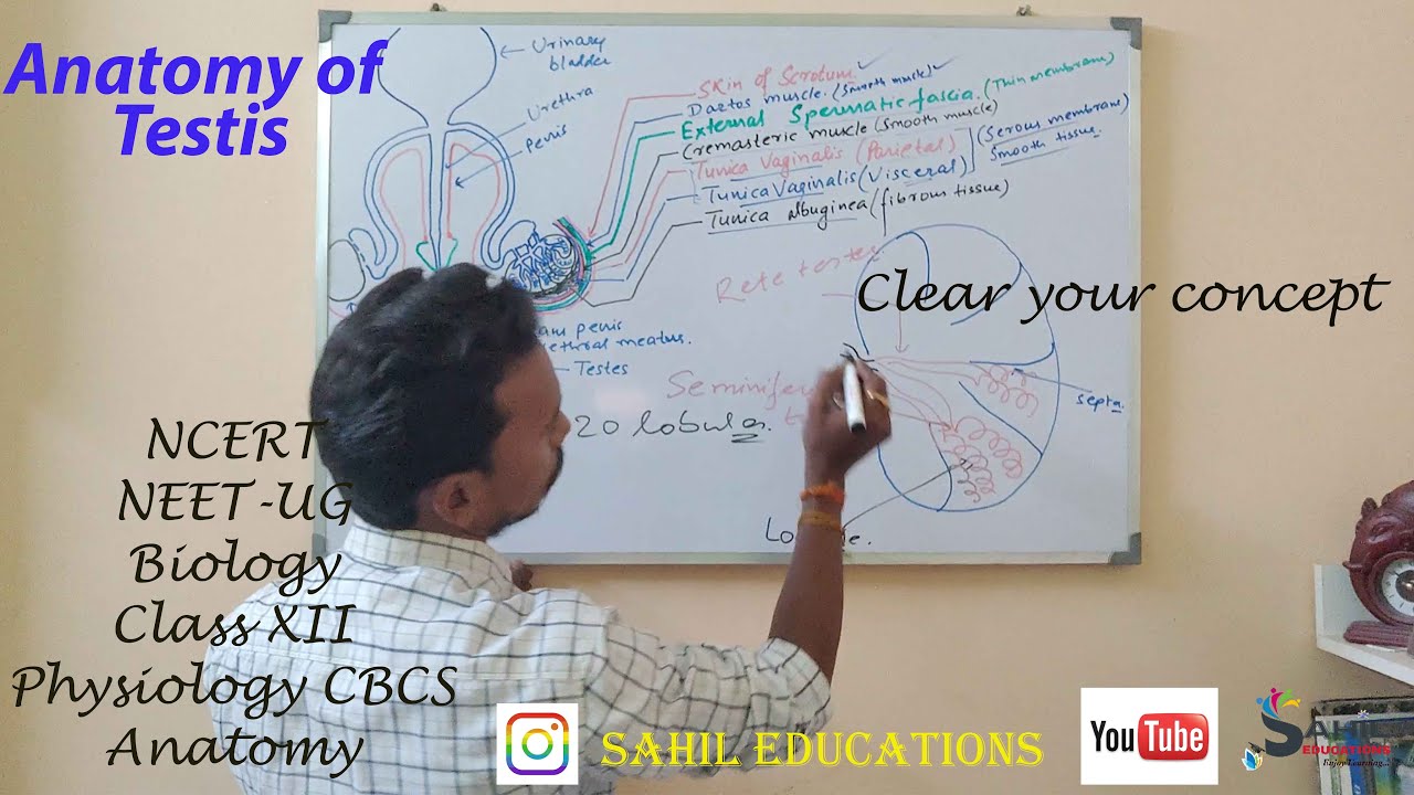 Anatomy of Testes: Unraveling the Secrets Within | NCERT | Class XII ...
