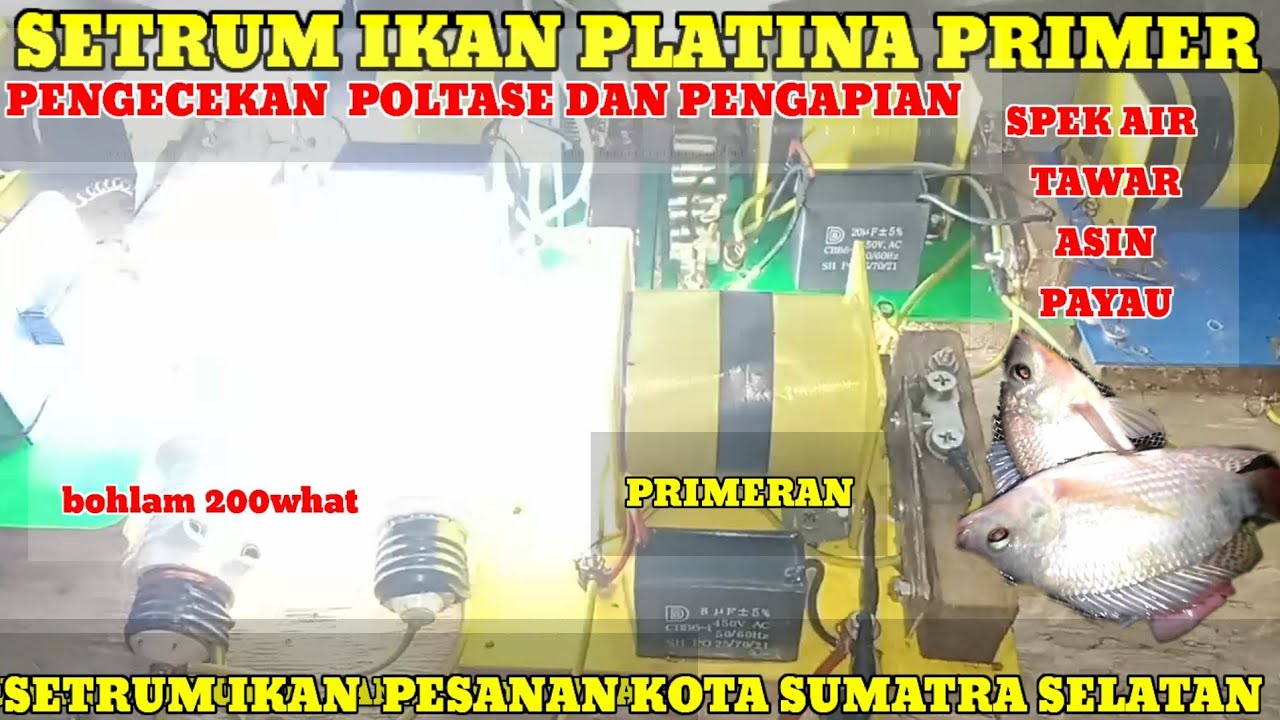 SETRUM IKAN PLATINA PRIMER AIR ASIN TAWAR DAN PAYAU DI LAMPU 200 WHAT ...