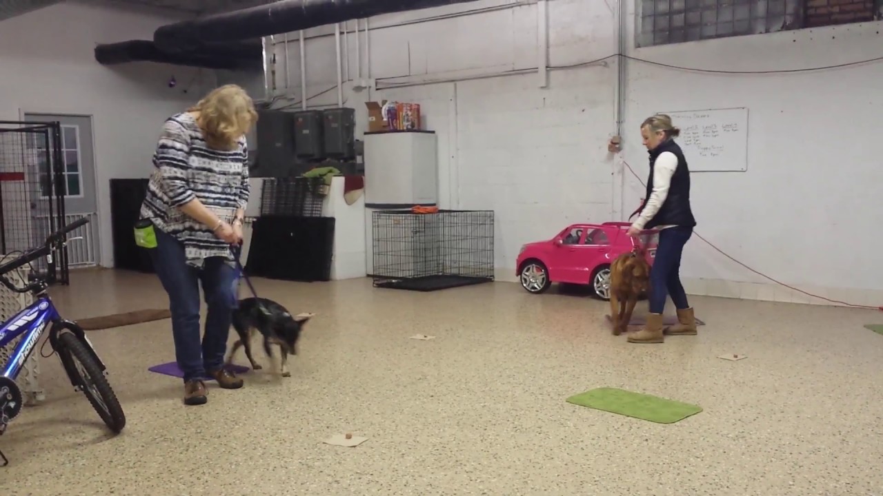 Level 3 Fun with Distractions - YouTube