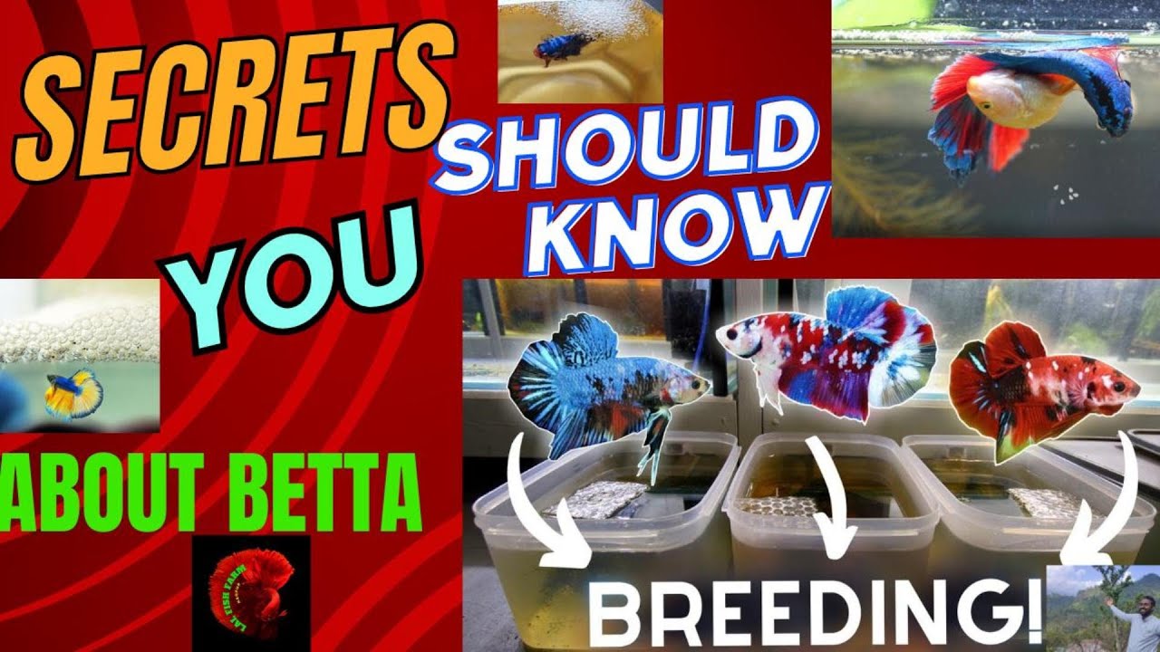 Betta fish breeding secrets Part- 1 ( Breeding pair selection & male ...