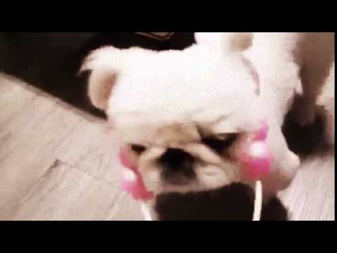 chien mort de rire - YouTube