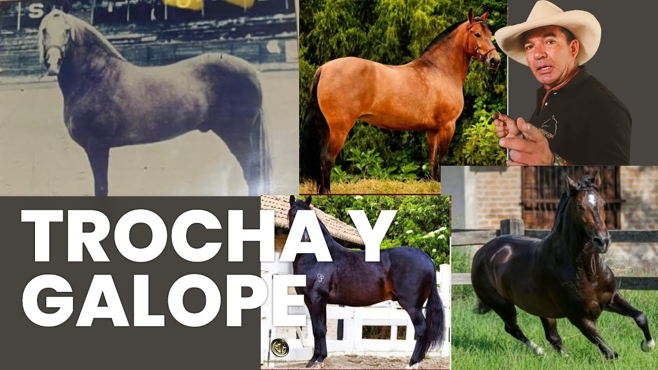 TROCHA Y GALOPE - Reacciones - E 7 - YouTube