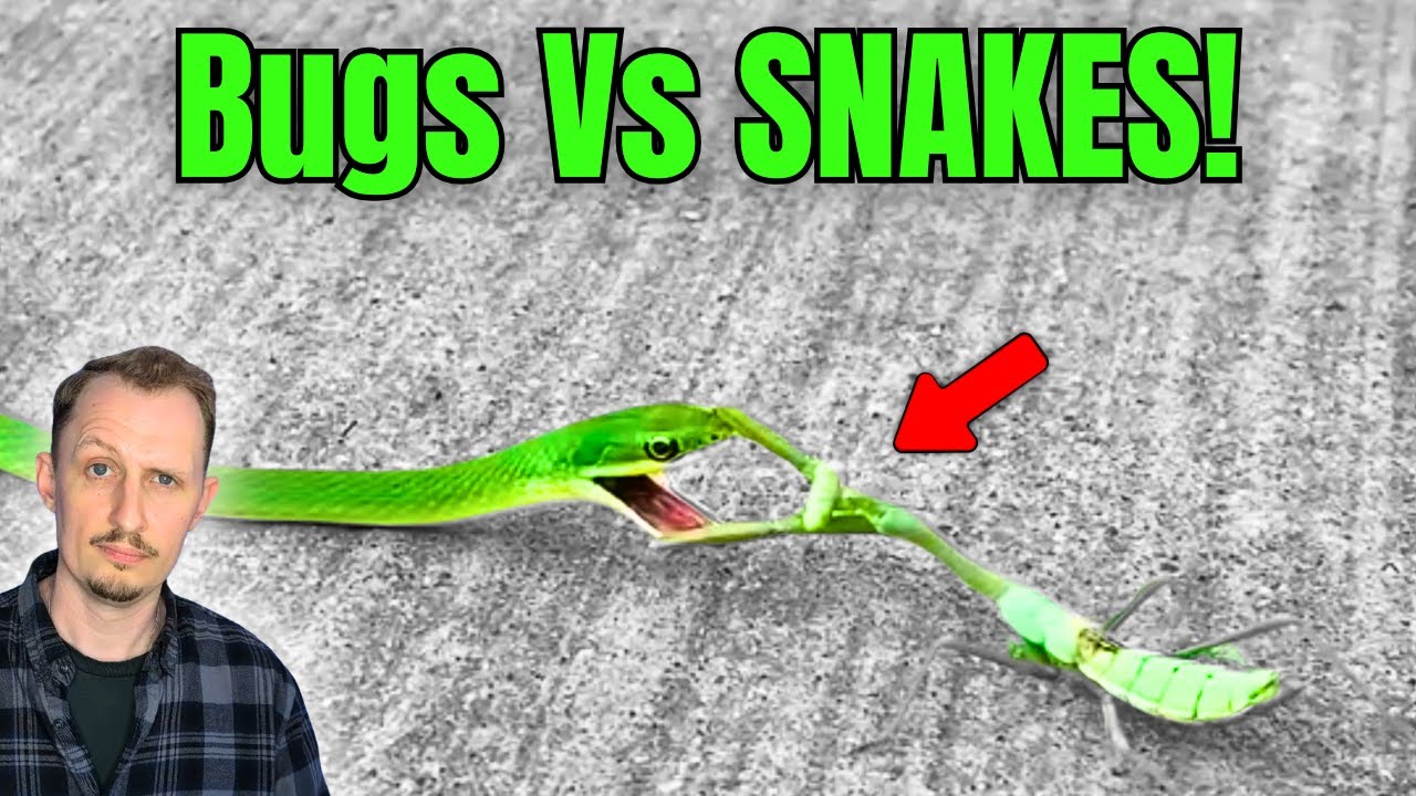 Zoologist Reacts to Bugs fighting Snakes! - YouTube