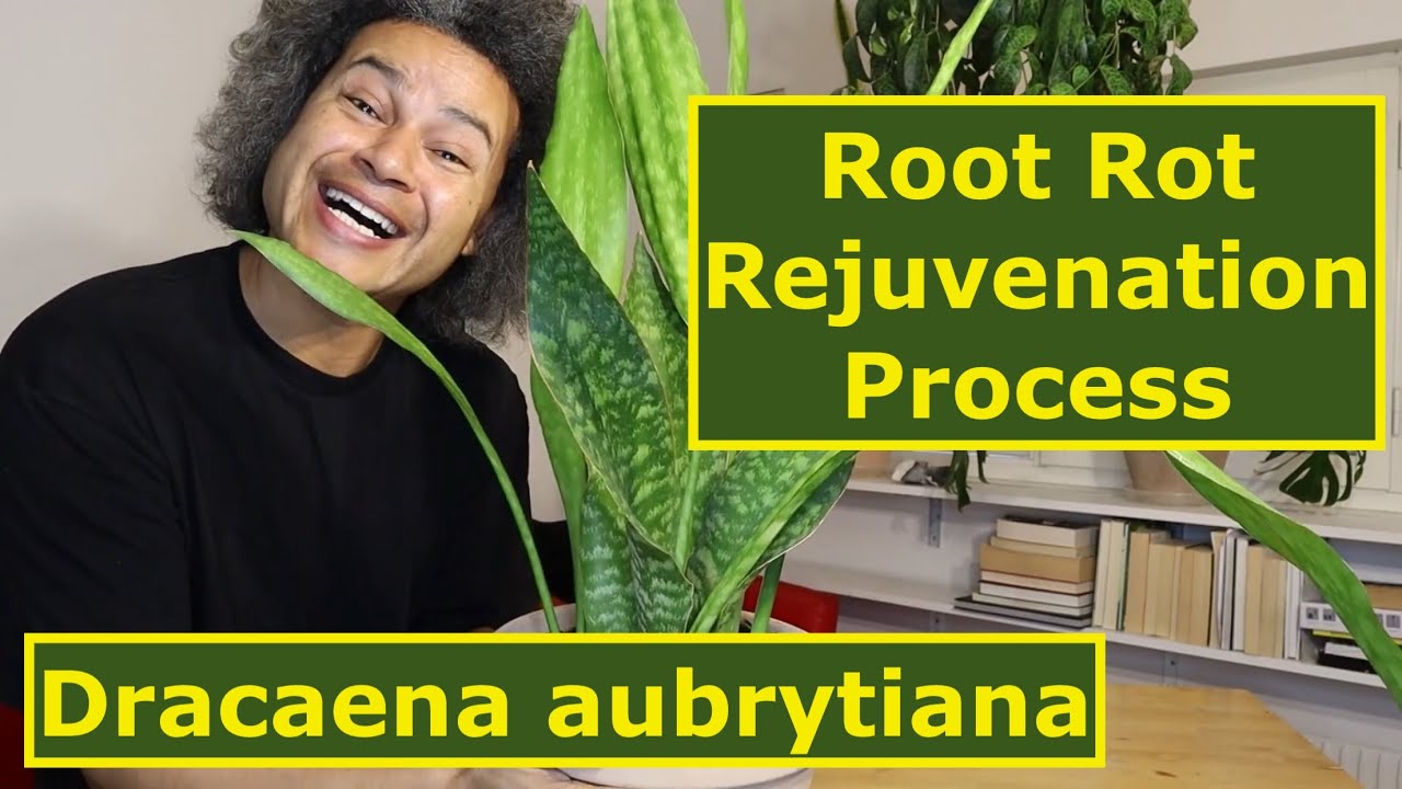 Dracaena (Sansevieria) aubrytiana - Root Rot Rejuvenation Process - YouTube