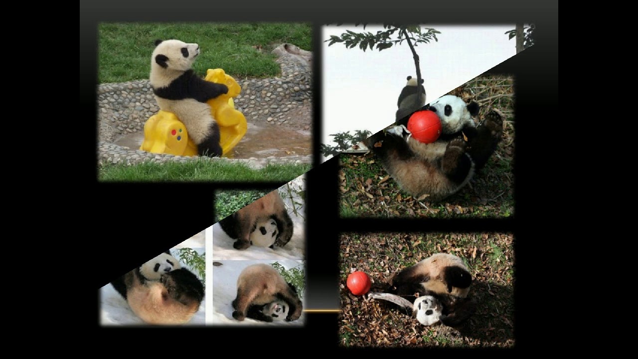 Giant Panda Center - YouTube