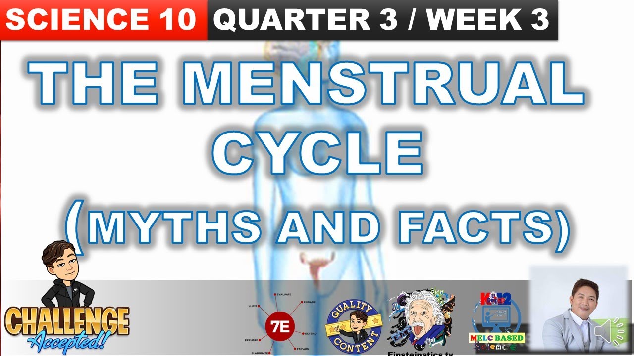 THE MENSTRUAL CYCLE / STAGES AND PHASES, MYTHS AND FACTS : SCIENCE 10 ...