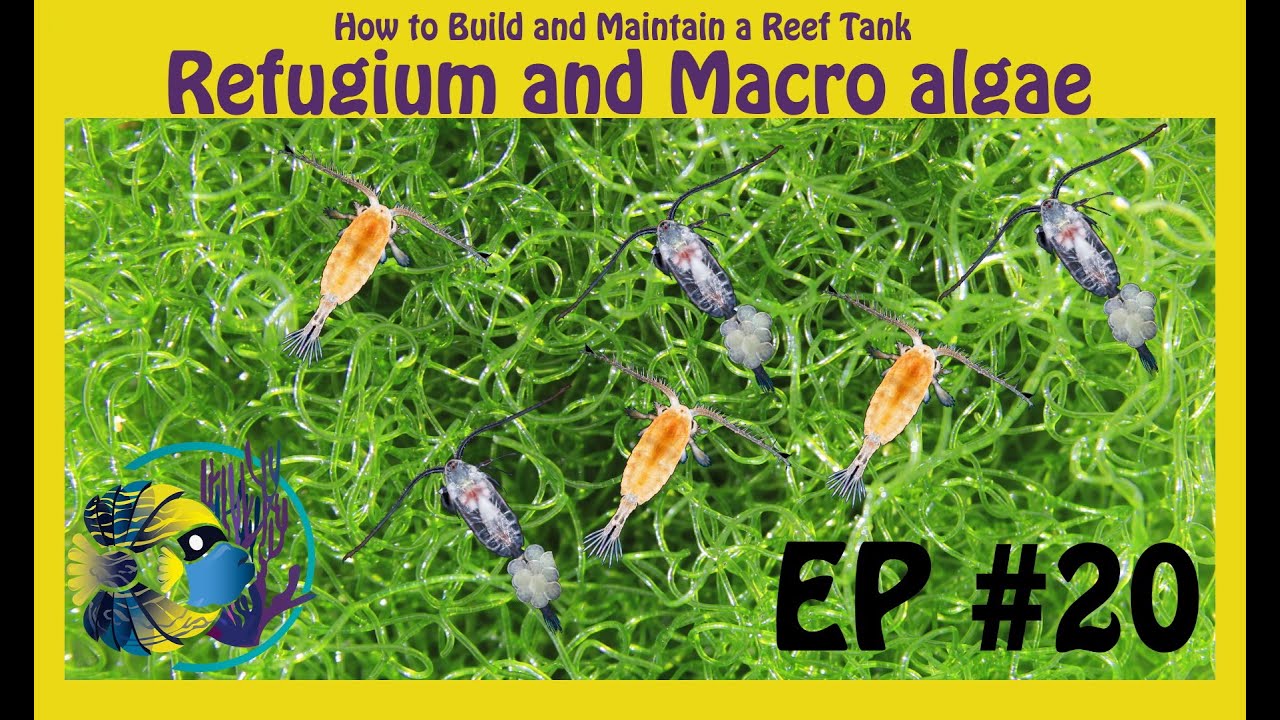 #20 How to Build and Maintain a Reef Tank - Refugium and Macro Algae, Chaetomorpha - YouTube