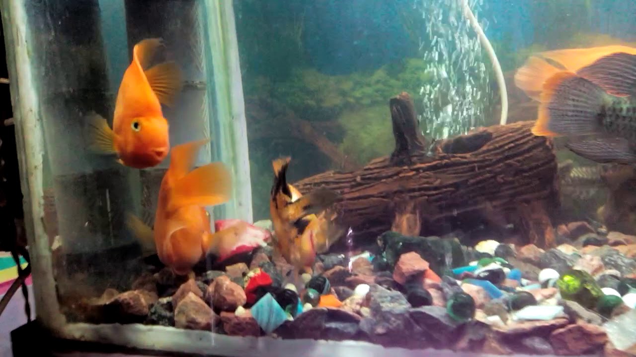 ||Mixed cichlid community tank|| Oscar's|| Neon Acara|| Parrot Cichlid ...