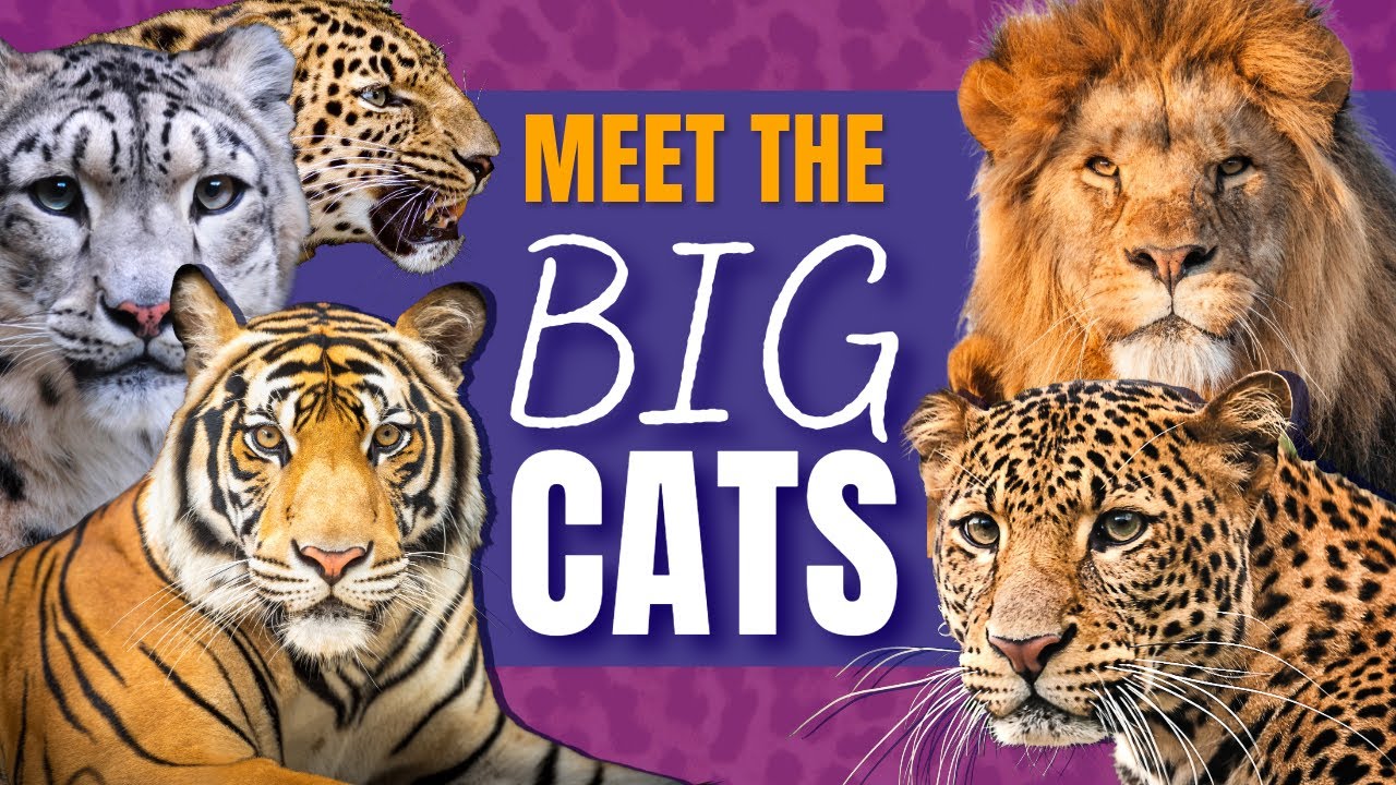 Meet the Big Cats | Fun Facts About Leopards, Tigers, Lions, Snow ...