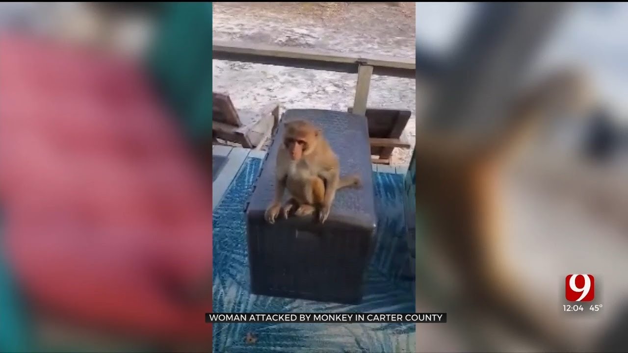 Monkey Attacks Woman On Front Porch In Carter County - YouTube