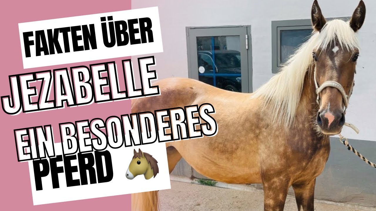 Fakten über Jezabelle 🐴/Ein besonderes Pferd ️ - YouTube