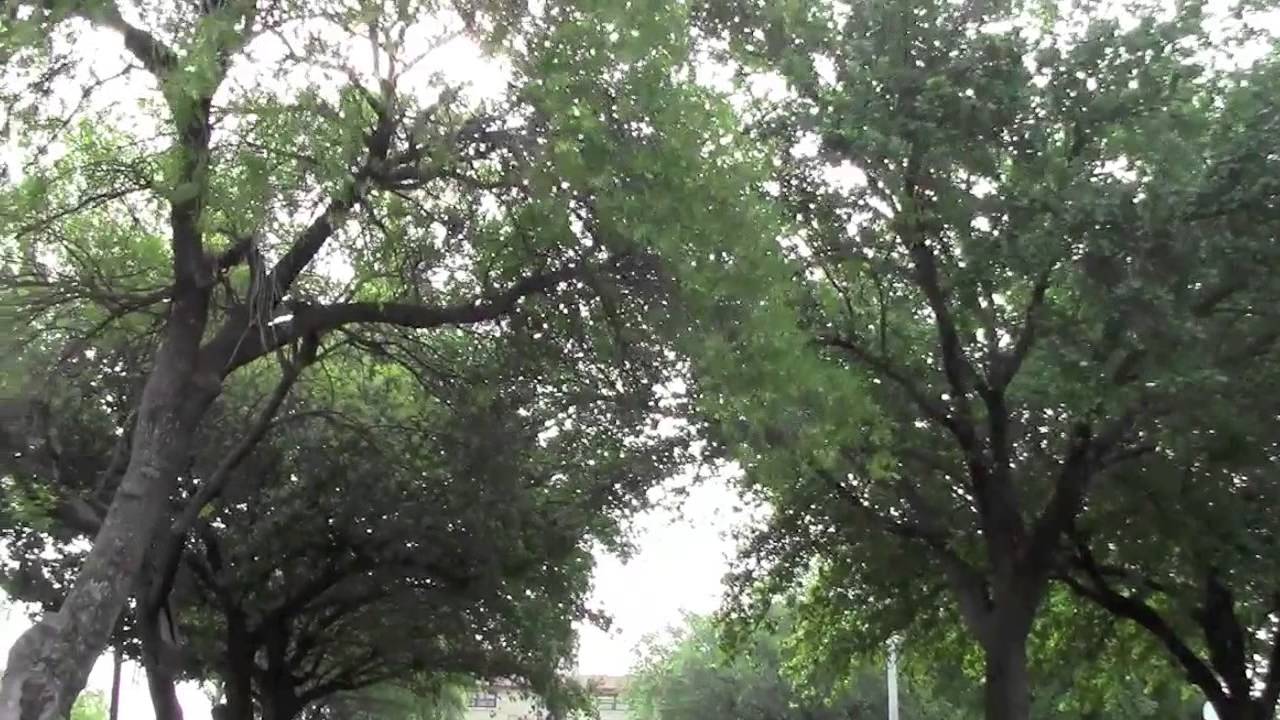 save a tree, plant a tree - YouTube