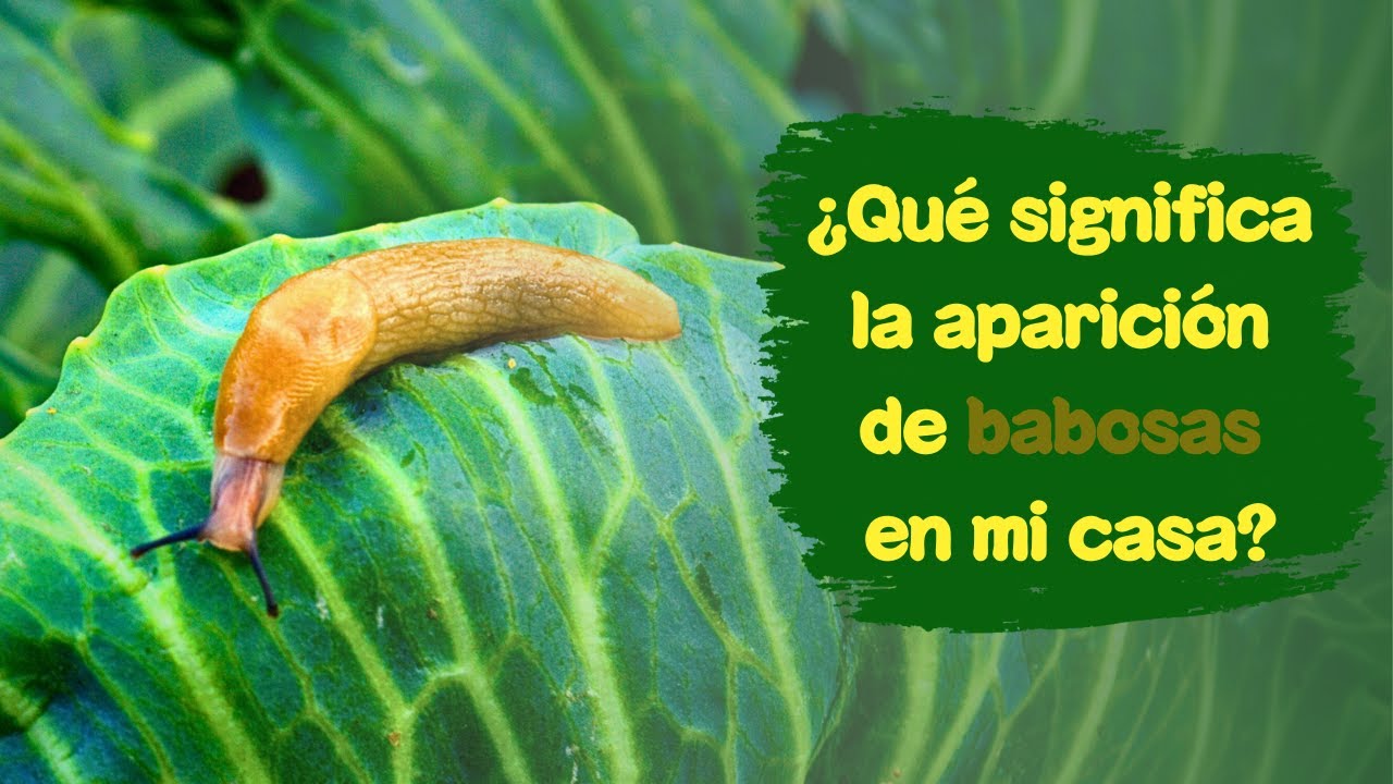 Que significa que aparezcan babosas en mi casa - YouTube