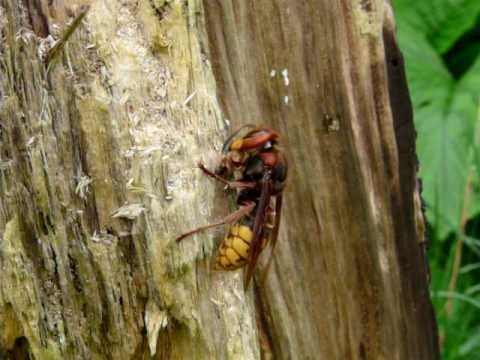 Stor Gedehams ( GB: Hornet) Råhede 19 maj 2009 - YouTube