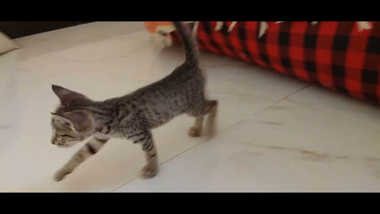 full funny kitten video😂🤣🤣🤣 || my cute kitten fun🐈😽😻🫣|| funny animal's ...