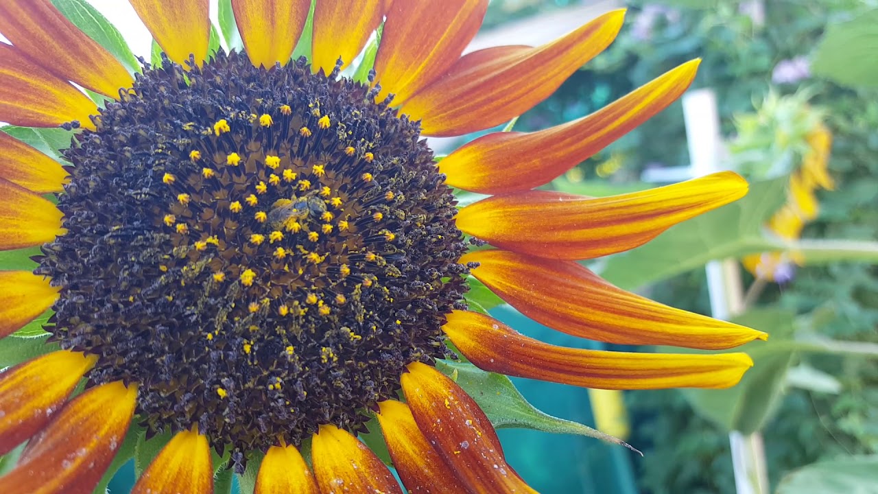 Arizona Summer Sunflower 2020 - YouTube